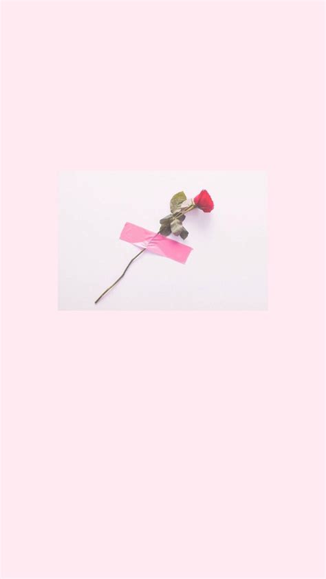 玫瑰花 红玫瑰 背景 头像 壁纸 高清图片堆糖美图壁纸兴趣社区