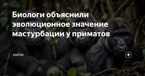 Биологи объяснили эволюционное значение мастурбации у приматов Хайтек