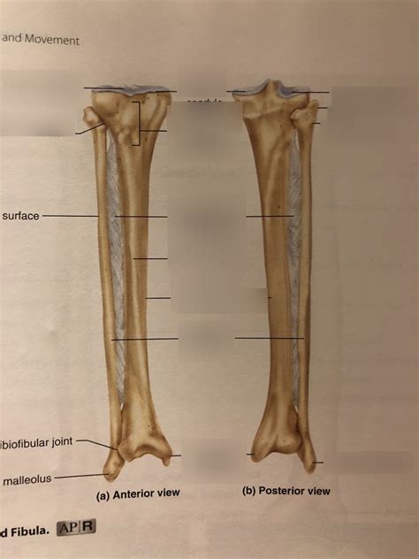 Tibia Fibula Diagram Quizlet