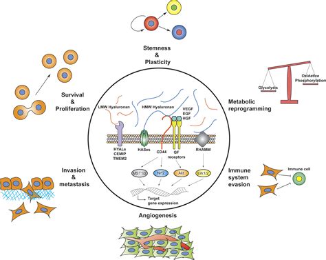 Hyaluronan Network A Driving Force In Cancer Progression American