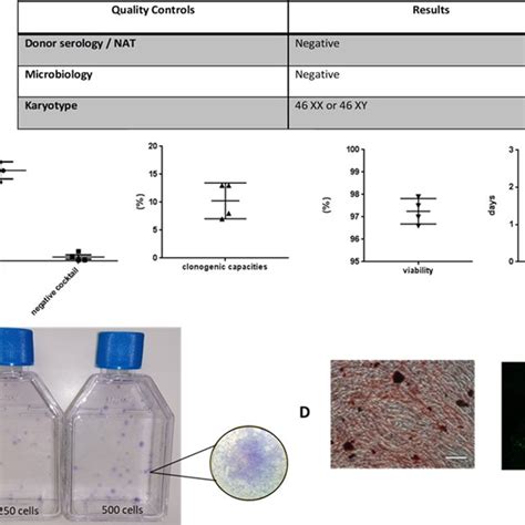 Characterization Of Wharton Jelly Mesenchymal Stem Stromal Cells