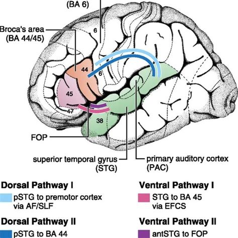 Angular Gyrus Yellow And Other Cortical Areas That Send Information