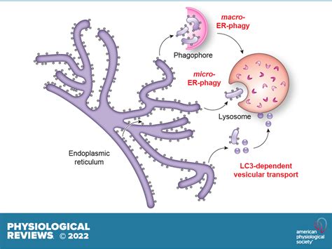 Endoplasmic Reticulum Biochemistry Medbullets Step 1
