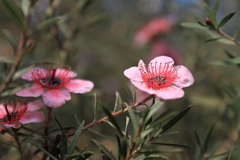 花 仙人掌 植物 Pixabay上的免费照片 Pixabay