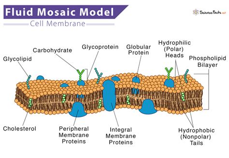 Fluid Mosaic Model Definition And Labelled Diagram