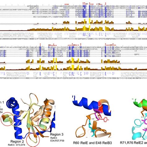 Rele And Relb Sequence Alignments And Protein Modeling To Guide