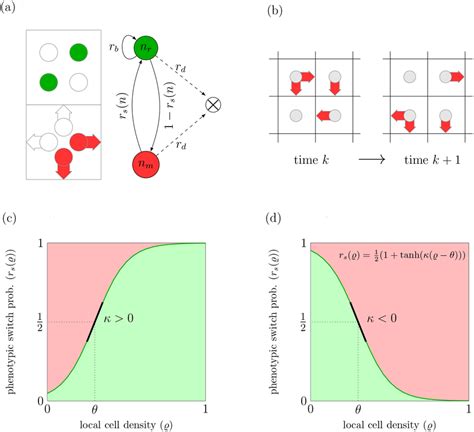 cellular automaton model dynamics arise from repeated application of download scientific