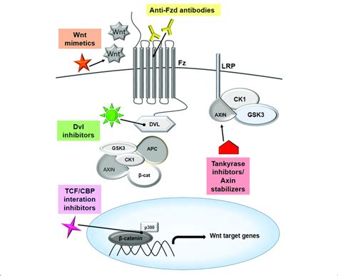 Targeting Wnt Signaling To Combat Cancer The Wnt Pathway Has
