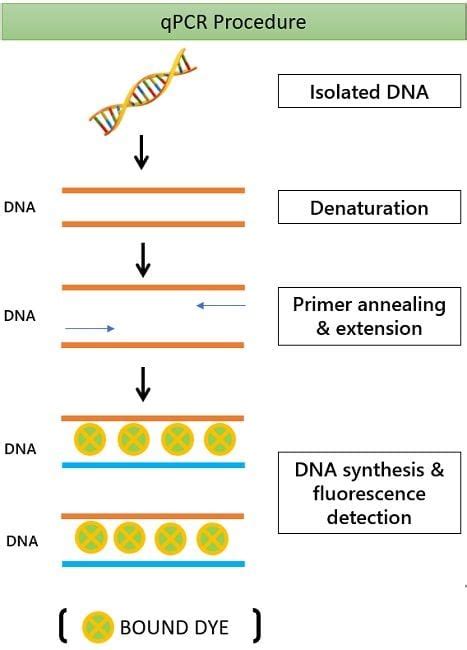 Difference Between PCR RT PCR And QPCR With Procedure And Comparison