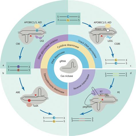 CRISPR Cas Based DNA Base Editing Tools A C Schematic Diagrams Of CBE