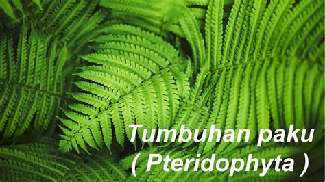 Biologi Sma Kelas X Tumbuhan Bryophyta Dan Pteridophyta Youtube
