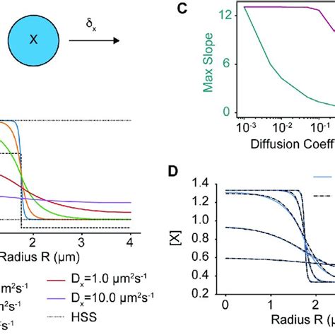 a simple reaction diffusion model for gradients of activity a download scientific diagram
