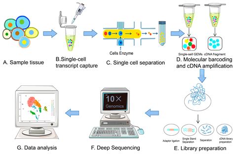 The Evolution Of Single Cell RNA Sequencing Technology And Application