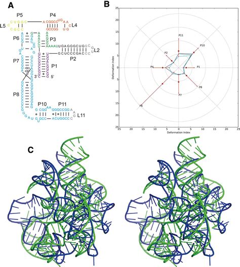 rna puzzles round ii assessment of rna structure prediction programs applied to three large rna