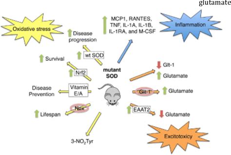 Figure 1 From The Pathophysiology Of Amyotrophic Lateral Sclerosis ALS