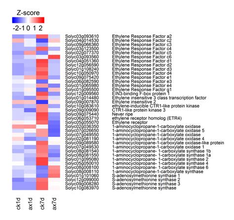 Heat Map Of The Expression Levels Of The DEGs Involved In Ethylene