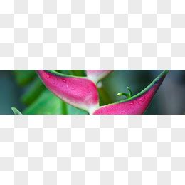 Banner Png Vn Io W