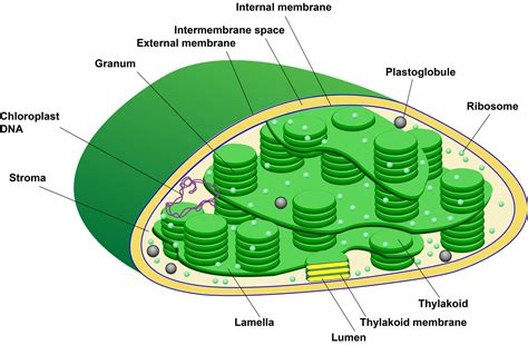 Chloroplasten Funktion
