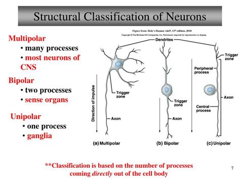 Structural And Functional Classification Of Neurons Youtube Riset