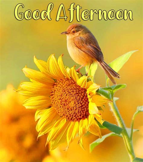 Hd Good Afternoon Wallpaper Whatspaper