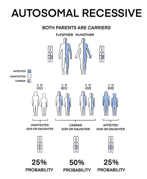 Genetics Basics And Inheritance Pattern Gene Vision