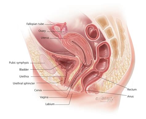 Vaginal Delivery Diagram