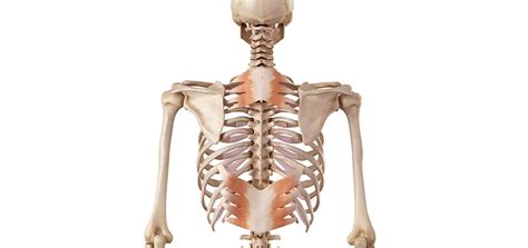 Muscoli Della Schiena Anatomia Nomi E Funzioni Project Invictus