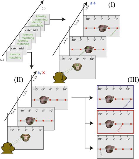 figures and data in disparate substrates for head gaze following and face perception in the
