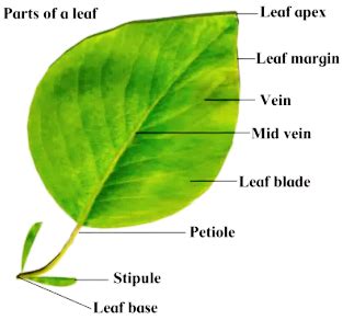 Draw A Neat And Labelled Diagram Of Parts Of A Leaf
