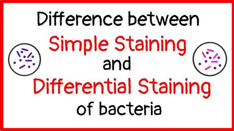 Staining In Microbiology Meaning Types Techniques Video 41 OFF