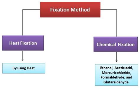 Different Staining Methods Used In Microbiology Microbiology Notes