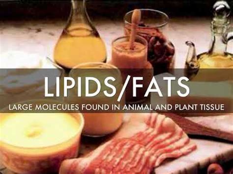 Functions Of Lipids Definition Classification Examples
