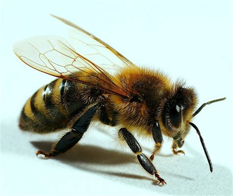 Awesome Apis Mellifera Carnica Insectza