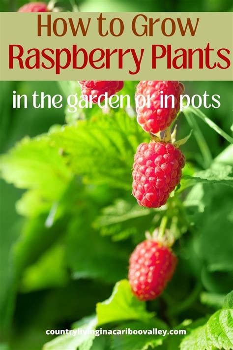 how to maintain a raspberry patch how to prune raspberry plants in 2024 growing raspberries