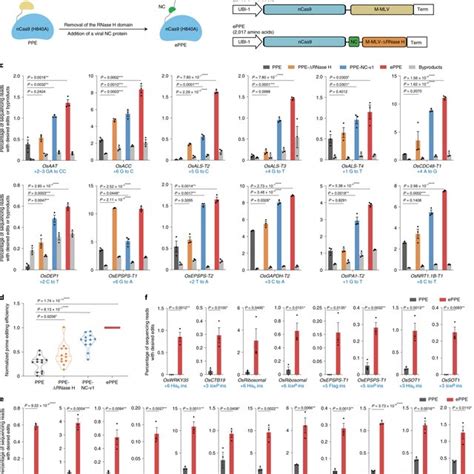 An Engineered Prime Editor With Enhanced Editing Efficiency In Plants