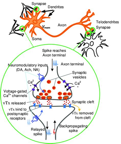 Synapses Are Present At The Junction Of Axonal Terminal And Dendrites