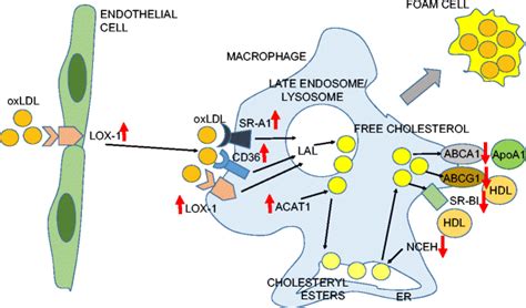 Mechanisms Of Lipid Handling In Macrophages Endothelial Cells Have A