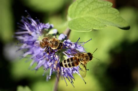 Bees Honey Insects Bee Free Photo On Pixabay Pixabay