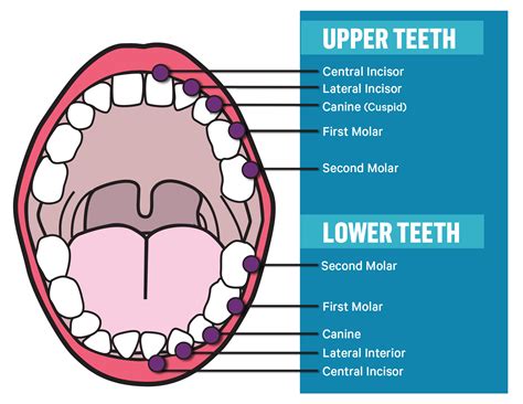 Teeth Anatomy Types Function Care 51 OFF