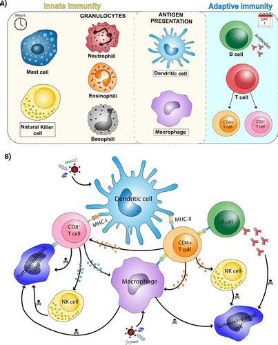 Innate Immunity Examples
