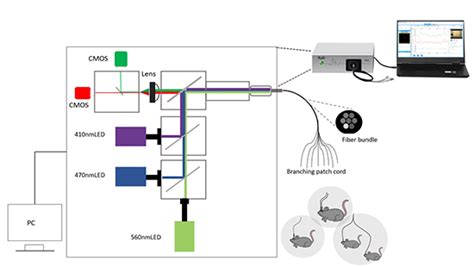fiber photometry an ultimate user guide and overview rwd life science