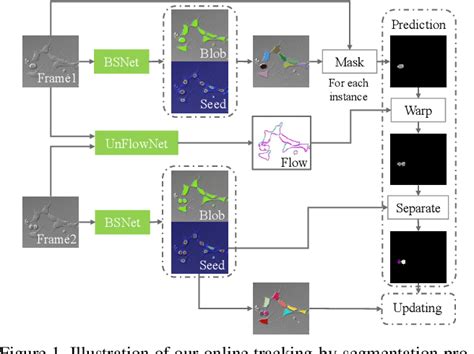 figure 1 from online neural cell tracking using blob seed segmentation and optical flow