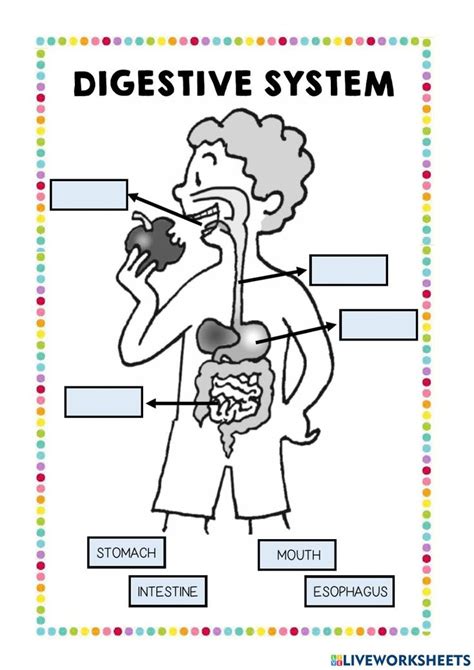 Digestive System Interactive Activity For 2 Scienza