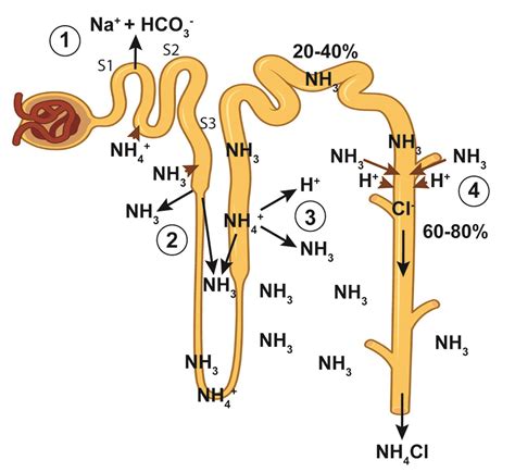 Ammonia Metabolism In The Kidney EClinpath