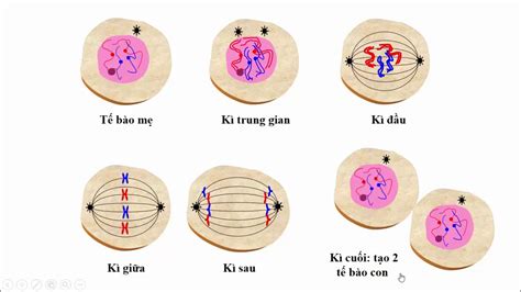 Chuyên đề về nguyên phân và các giai đoạn trong quá trình nguyên phân