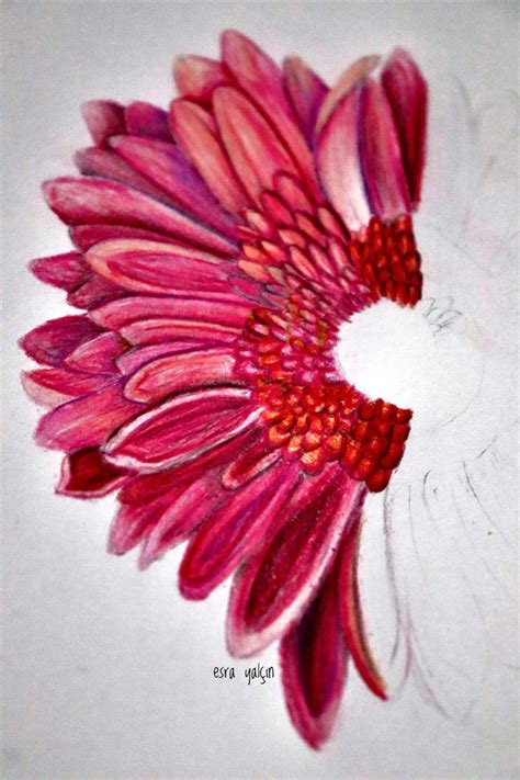 How To Draw A Realistic Flower Step By Step Colored Pencil Tutorial