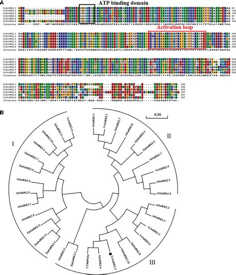 frontiers sucrose non fermenting1 related protein kinase vcsnrk2 3 promotes anthocyanin