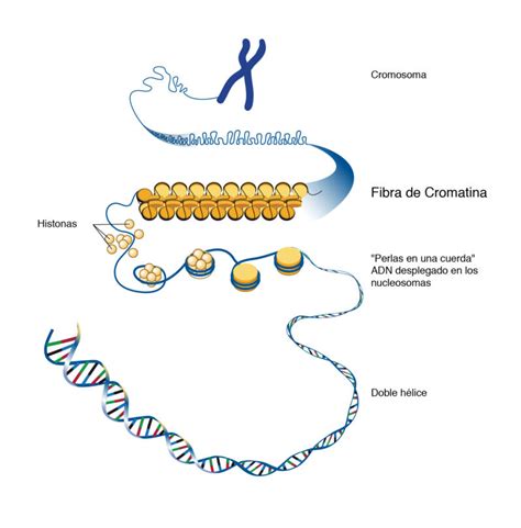 Epigenética más allá de nuestros genes Prospera Biotech