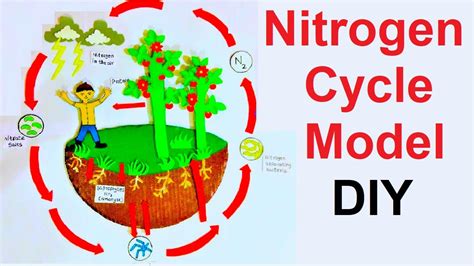 Nitrogen Cycle Model Making Using Cardboard DIY Science Project