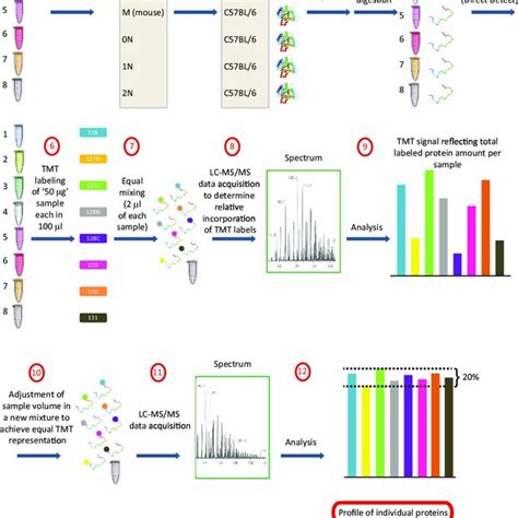 Schematic Diagram Of The Quantitative Proteomics Workflow By LC MS MS